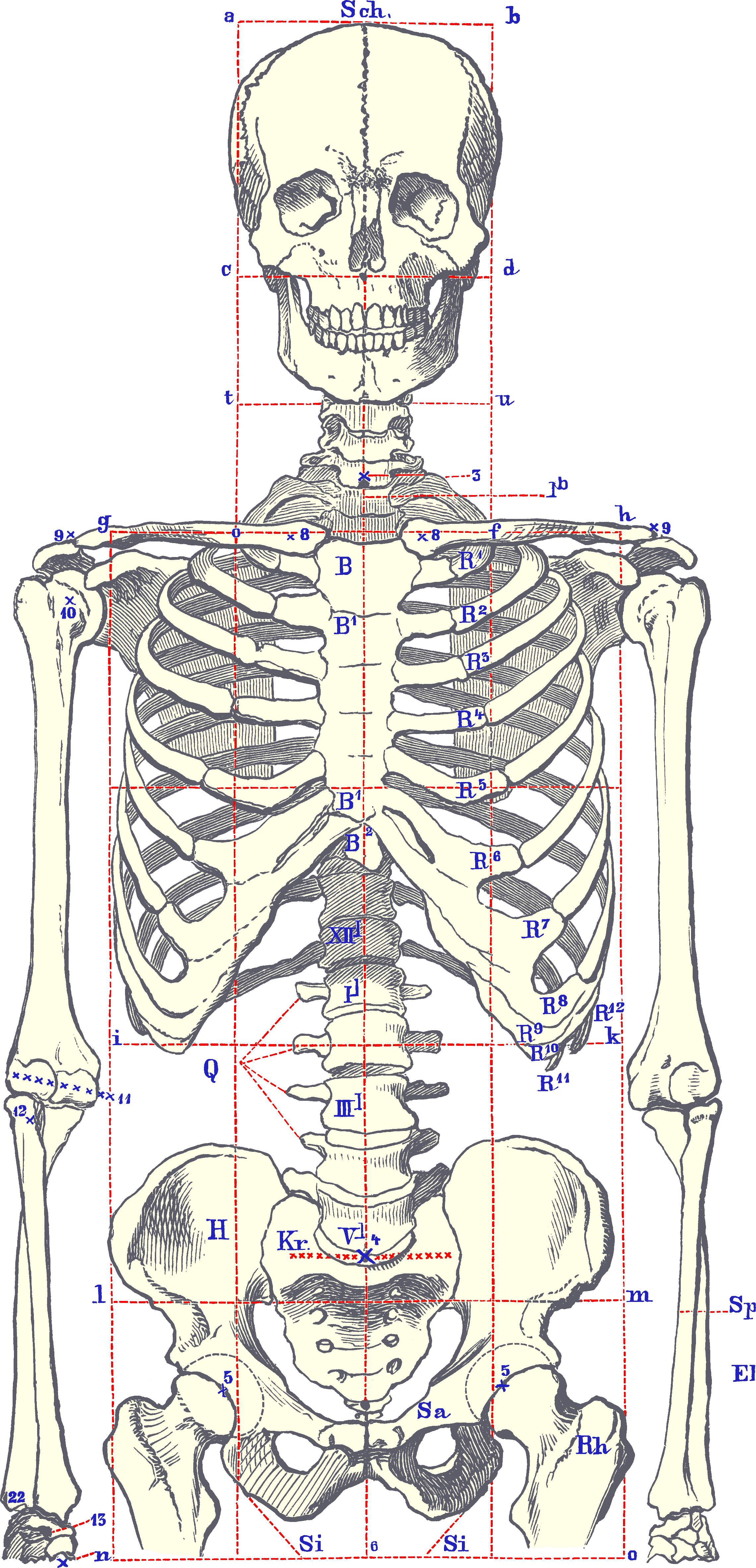 Skeleton Just Because Pinterest Zeichnen Und Malerei Skeleton Just Because Pinterest Zeichnen Und Malerei